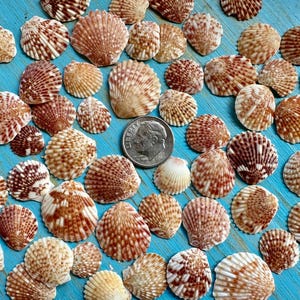 Tiny Colorful Scallop Shells From Kaua'i, set of 50 12-21mm, 024 - Etsy