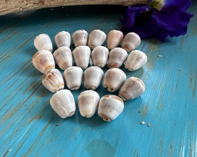 Small Abbreviated Cone Shells, Set of 20 (12–15mm) – Sea Shells From ...