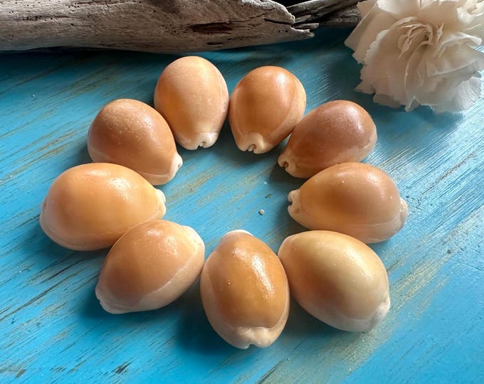 Rare Golden Brown Hawaiian Cowrie Shells, Set of 9, (26-30mm) #056 - Etsy