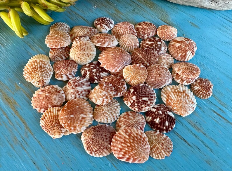 Tiny Colorful Scallop Shells From Kaua'i, set of 50 12-21mm, 024 - Etsy