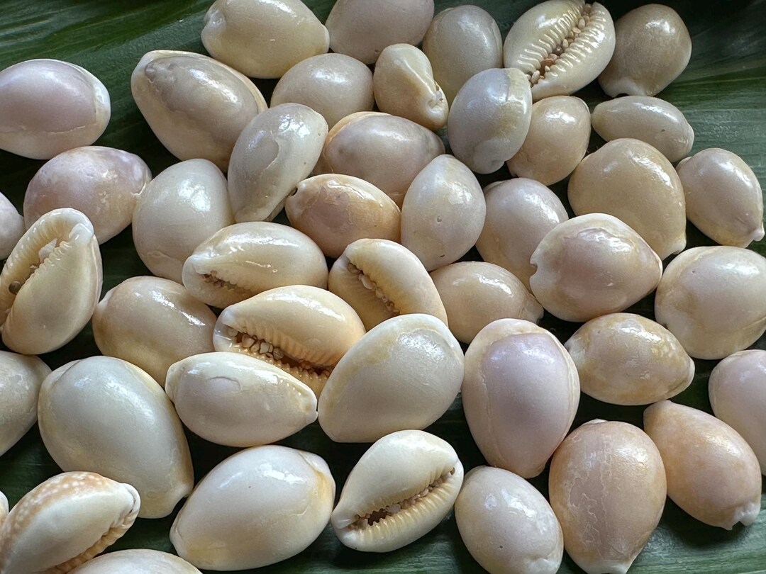 50 Pink and Lavender Cowrie Shells (15–21mm) – Soft Pastel Shells From ...