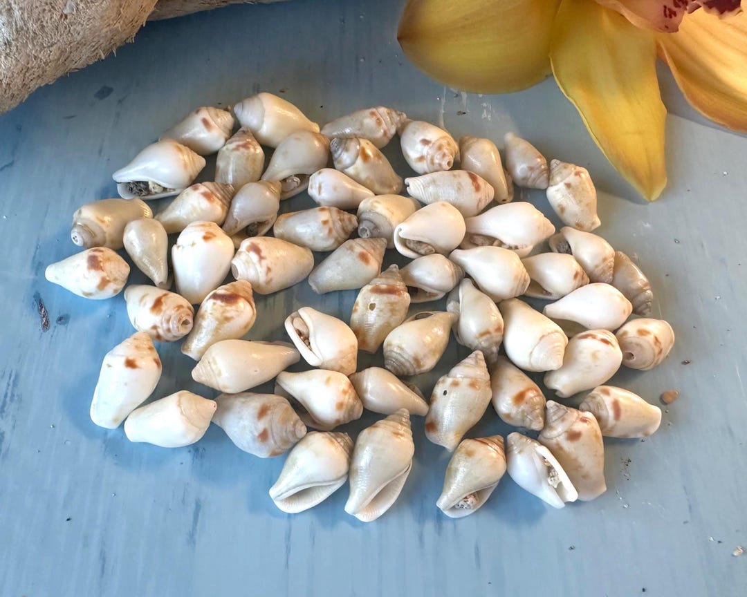 Alilea Hawaiian Spotted Stromb Shells, Set of 54 (16-22mm) #80 - Etsy