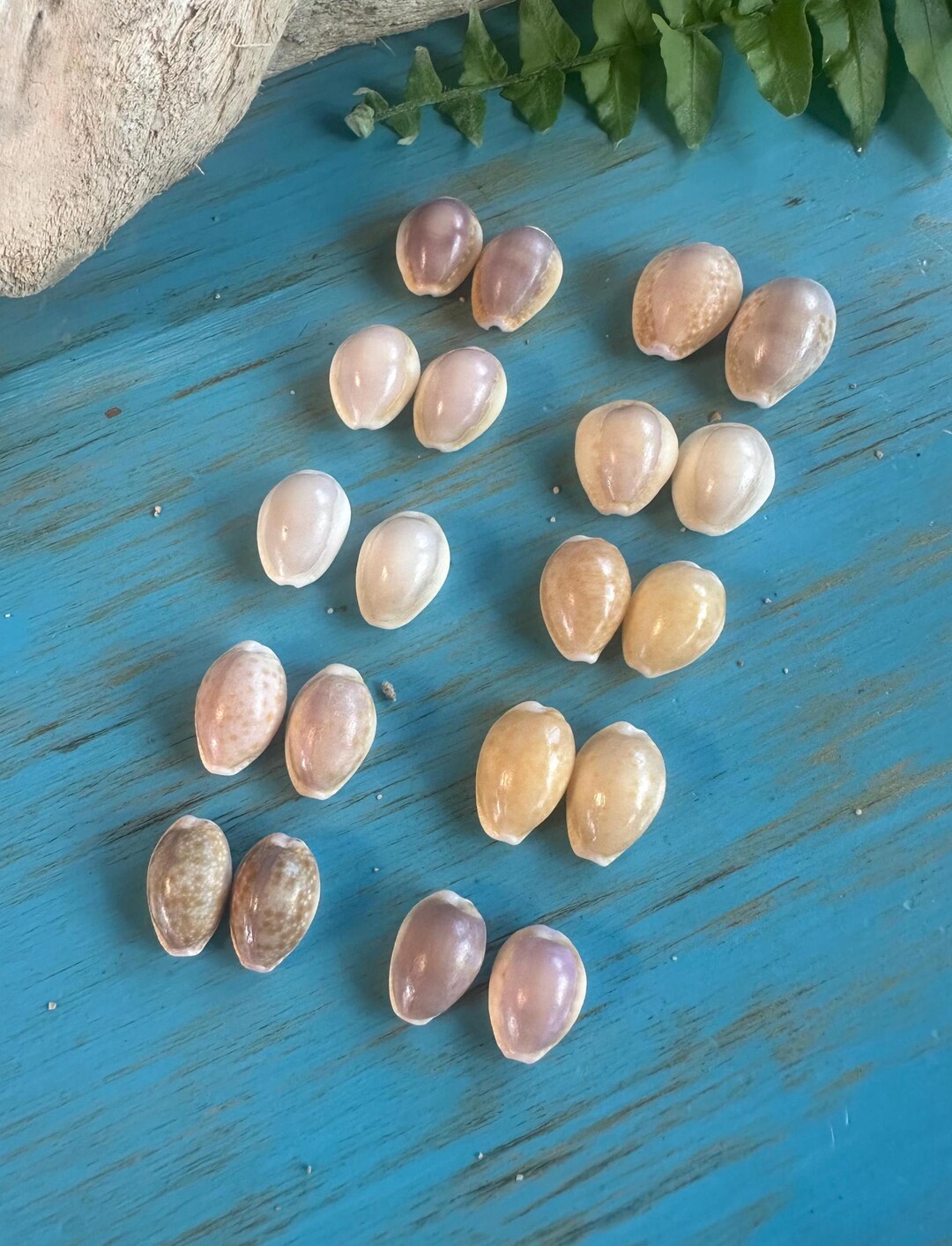 Light Purple & Pink Cowrie Shell Pairs – Set of 10 Matched Pairs (16 ...