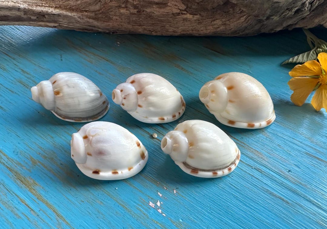 Rare Endemic Hawaiian Helmet Snail Shell, Set of 5 (30-35mm) #066 - Etsy