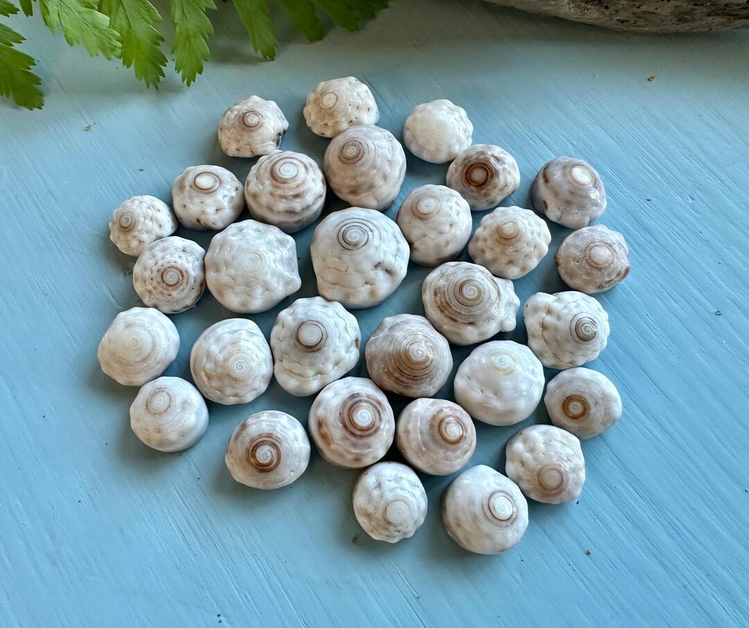 Abbreviated Cone Shell Tops, Puka Shell Beads, Set of 30 (10-16mm ...