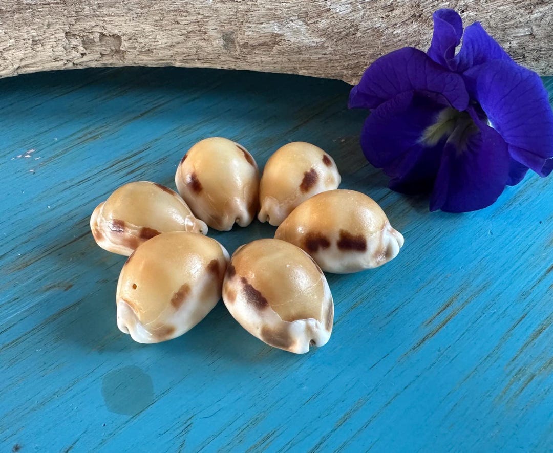 Rare Hawaiian Checkered Cowrie Shells: Handpicked Kaua'i Set of 6 (22 ...