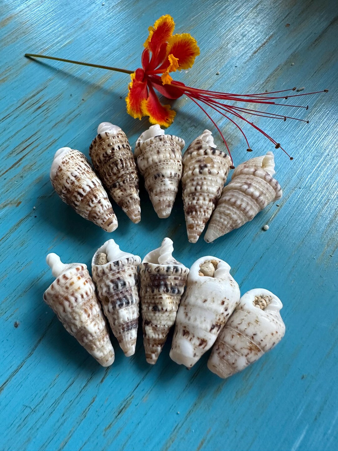 Chinese Horn Shells From Kaua'i, (set of 10) 27-39mm #009 - Etsy