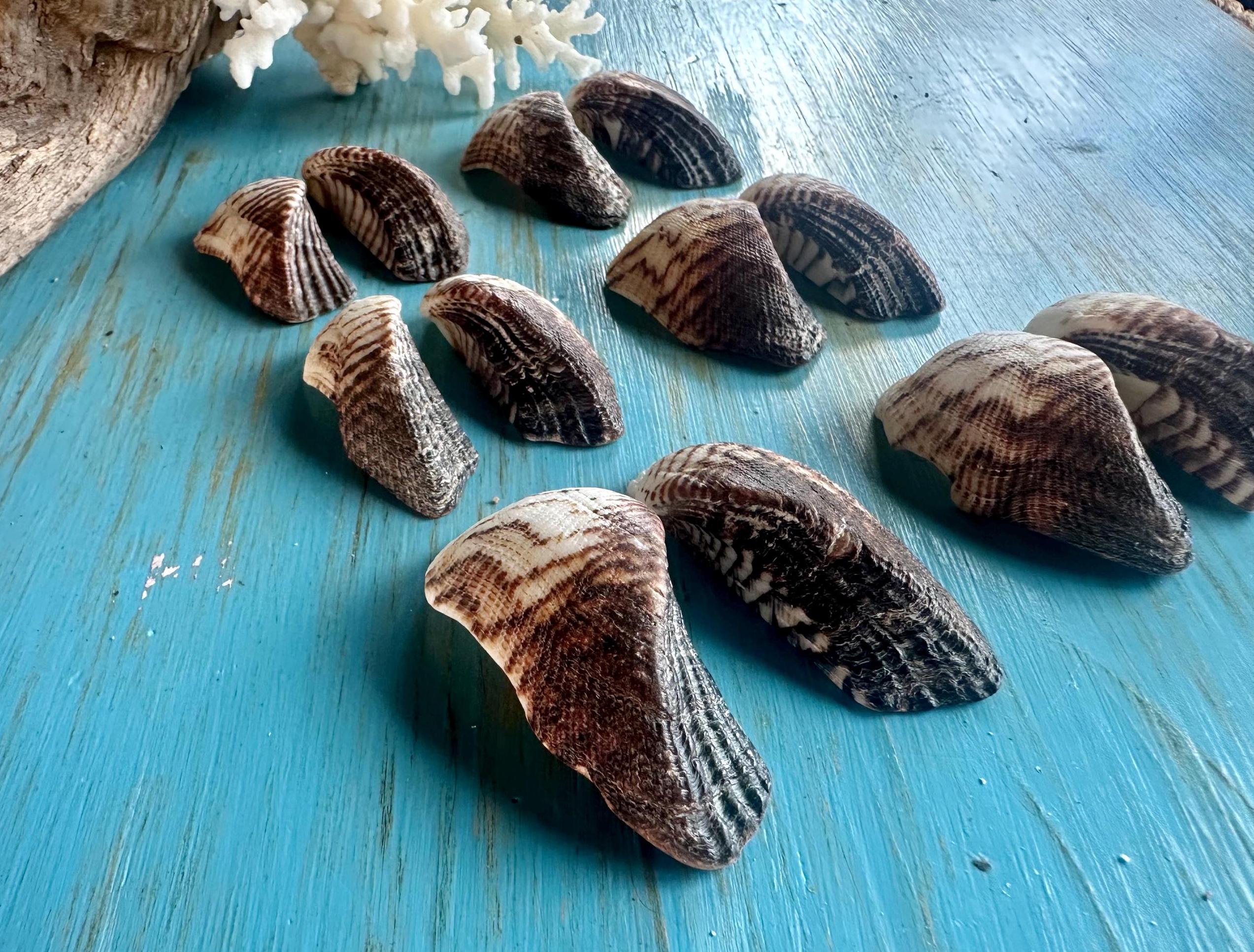 Turkey Wing Ark Clam Shells, Arca Zebra, Set of 12 (6 Pairs), 38-51mm ...