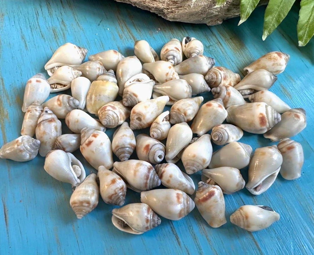 Alilea Hawaiian Spotted Stromb Shells – Set of 53 (15–21mm) From Kaua‘i ...