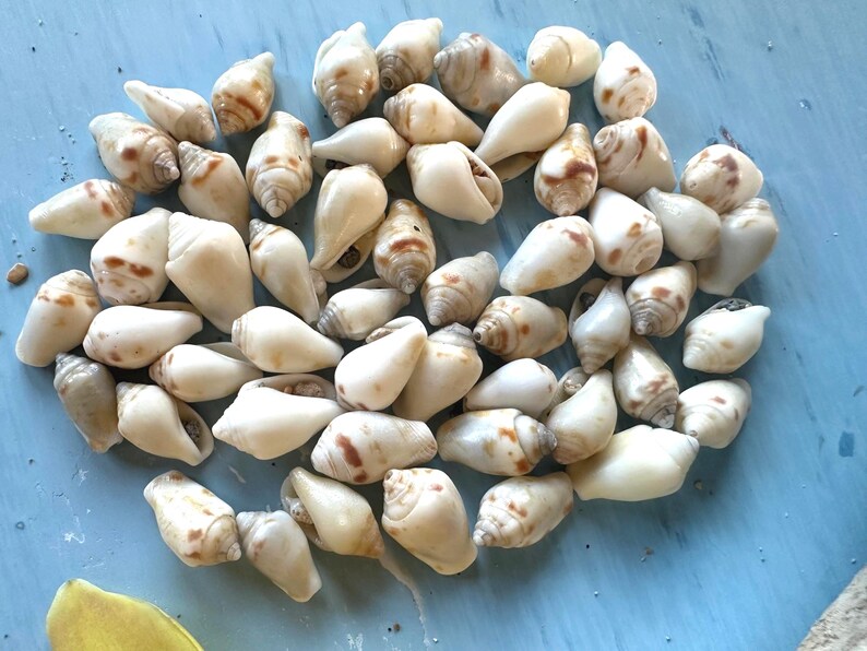 Alilea Hawaiian Spotted Stromb Shells, Set of 54 (16-22mm) #80 - Etsy
