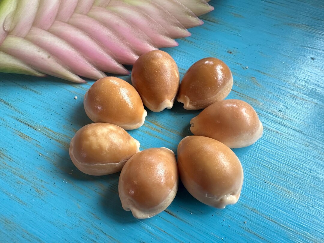 Rare Hawaiian Golden Brown Cowrie Shells, set of 7 32-33mm, 044 - Etsy