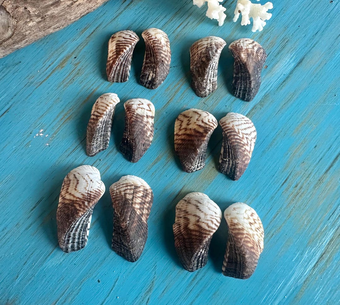 Turkey Wing Ark Clam Shells, Arca Zebra, Set of 12 (6 Pairs), 38-51mm ...