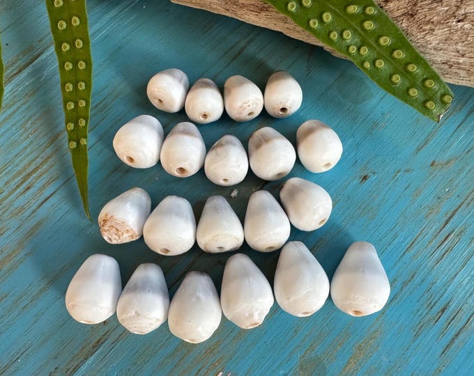 Rare Hawaiian Dwarf Cone Shells With Drilled Holes: Jewelry Making ...