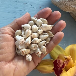 Alilea Hawaiian Spotted Stromb Shells, Set of 54 (16-22mm) #80 - Etsy