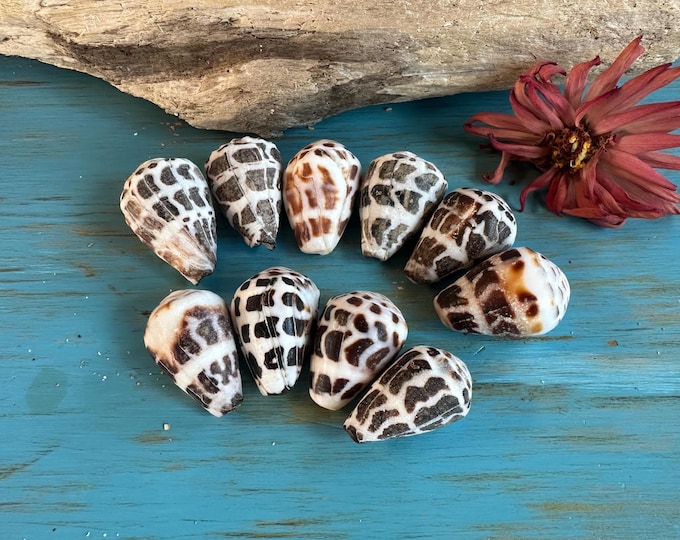 10 Naturally Worn Hawaiian Hebrew Cone Shells – 30–36mm Sea Shells From ...