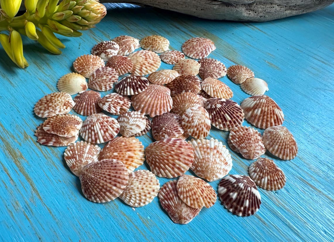Tiny Colorful Scallop Shells From Kaua'i, set of 50 12-21mm, 024 - Etsy