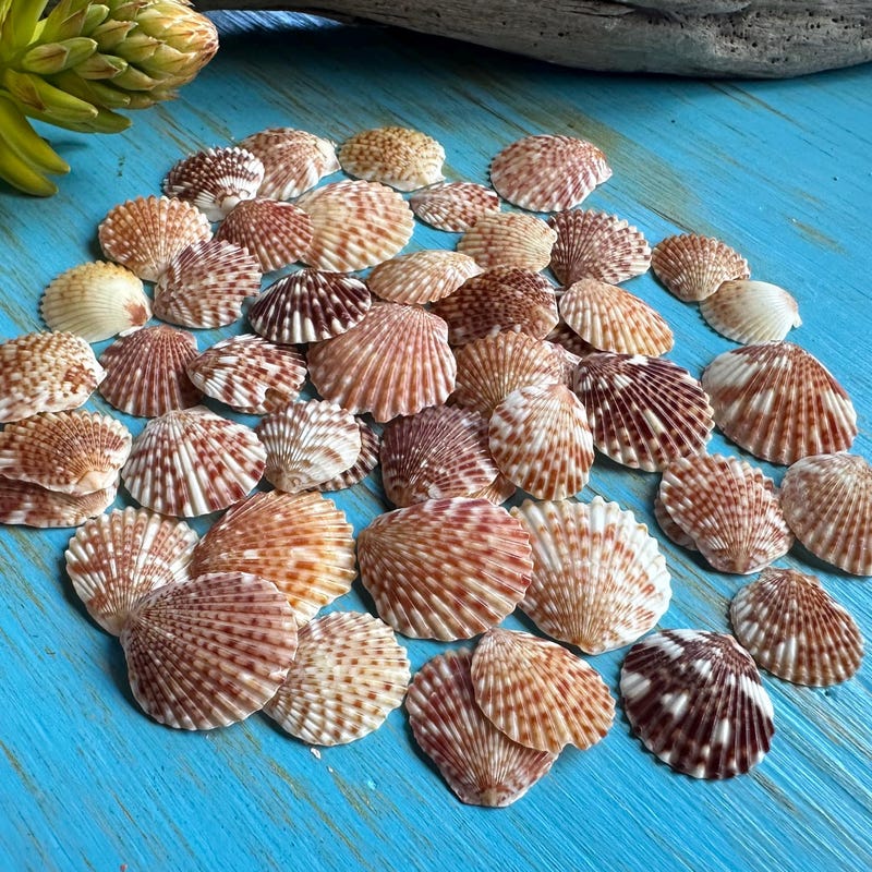 Kauai Shells - Etsy