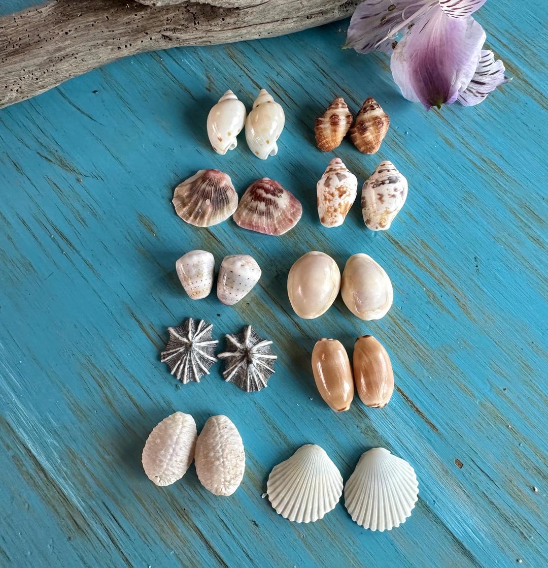 20 Small Sea Shells for Earrings - 10 Matched Pairs – (15–21mm ...