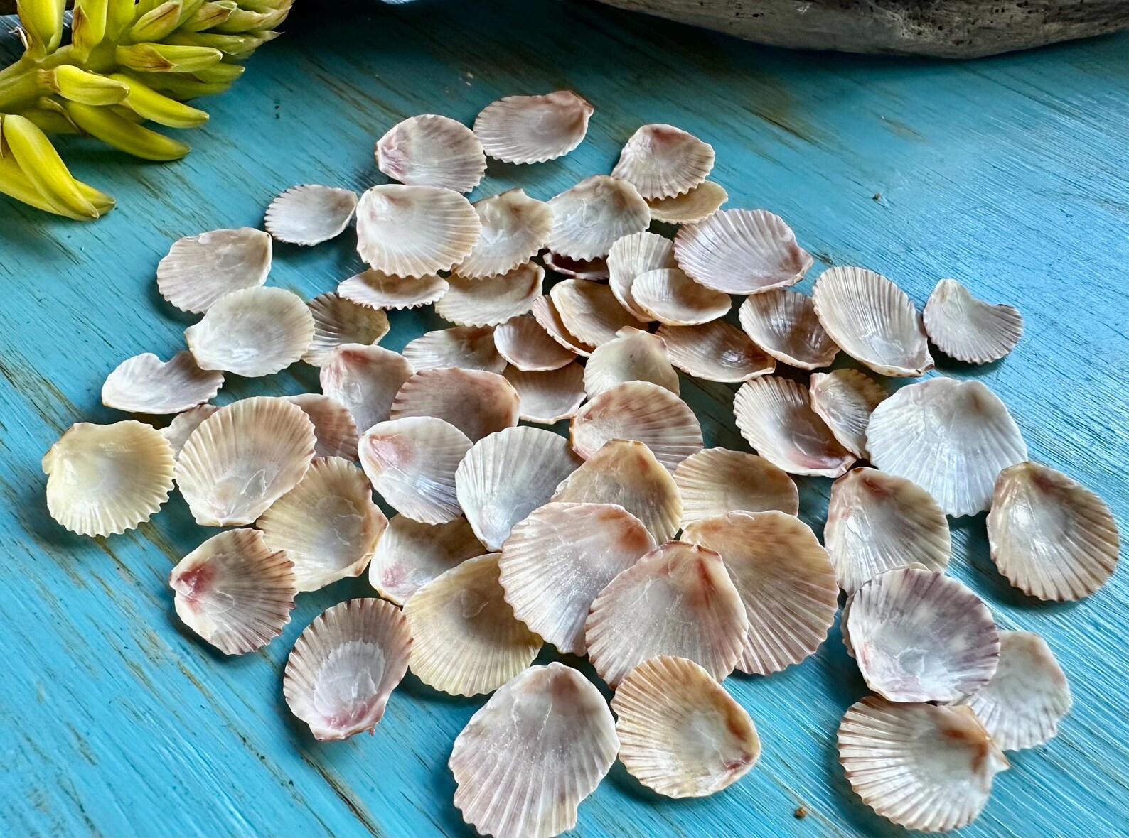 Tiny Colorful Scallop Shells From Kaua'i, set of 50 12-21mm, 024 - Etsy