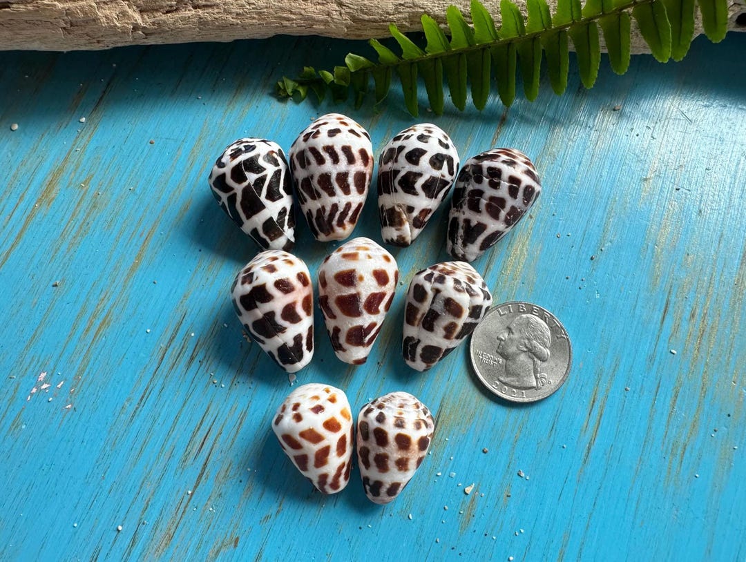 Hawaiian Hebrew Cone Shells, Set of 9 (23–30mm) Sea Shells From Kaua‘i ...