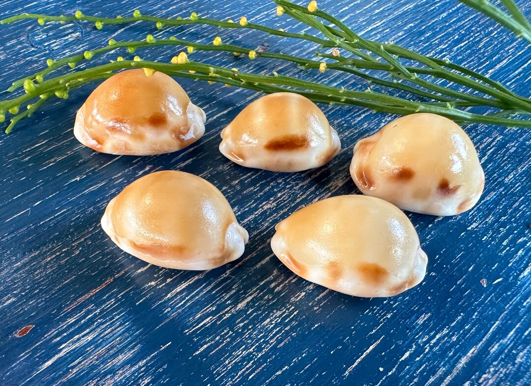 Rare Hawaiian Checkered Cowries From Kaua'i, set of 5 26-29mm, 005 - Etsy