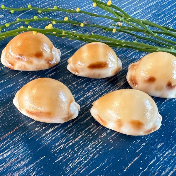 Hawaiian Cowrie - Etsy