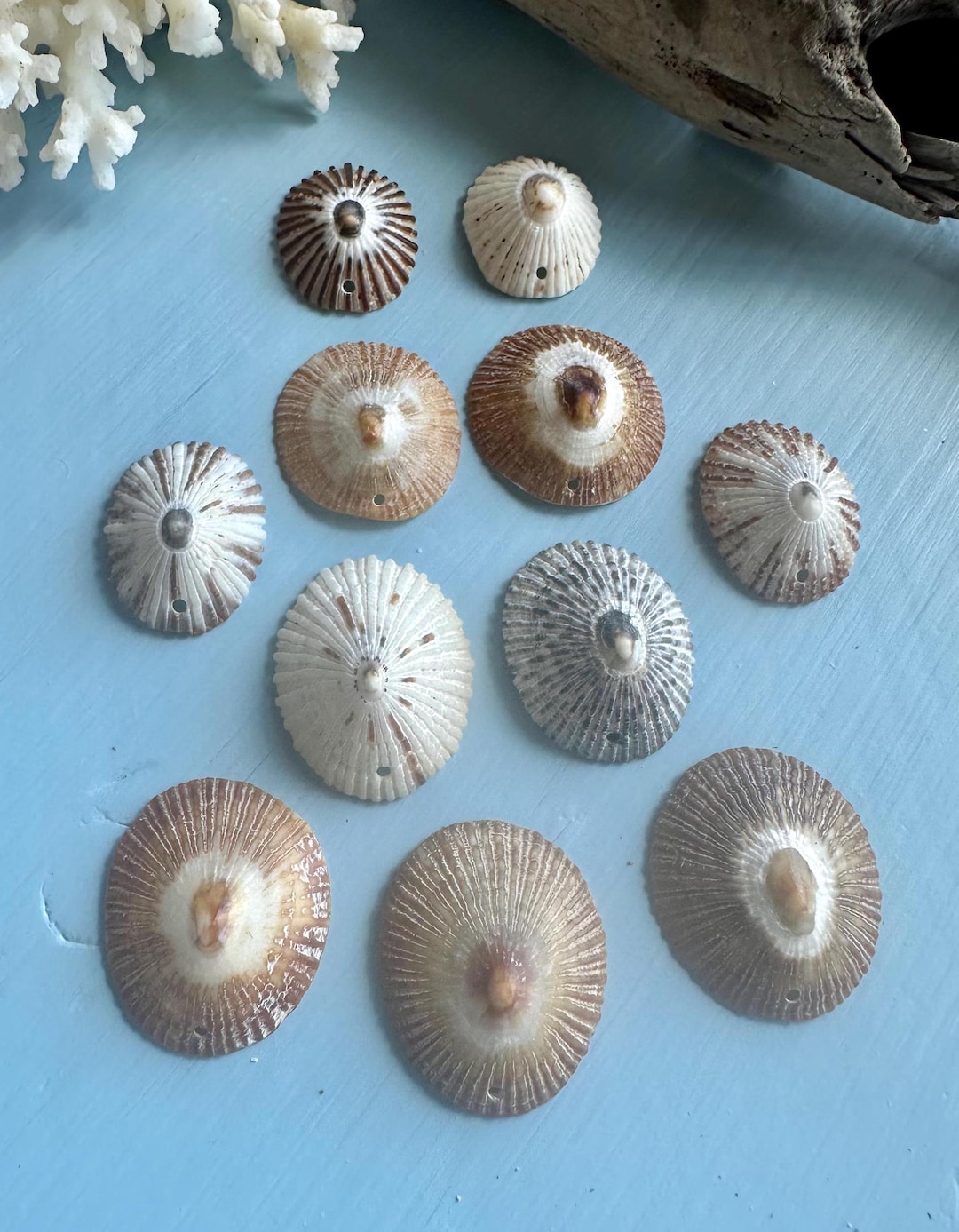 Assorted Limpets, Opihi Shells With Drilled Holes From Kaua'i, Set of ...