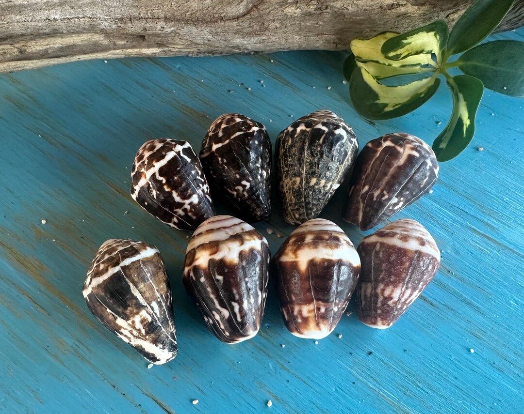 Rare Chaldean Cone Shells From Kaua'i, set of 8 26-30mm 018 - Etsy