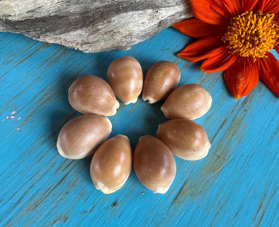 8 Rare Golden Brown Cowrie Shells From Kaua‘i – 26–28mm Natural ...