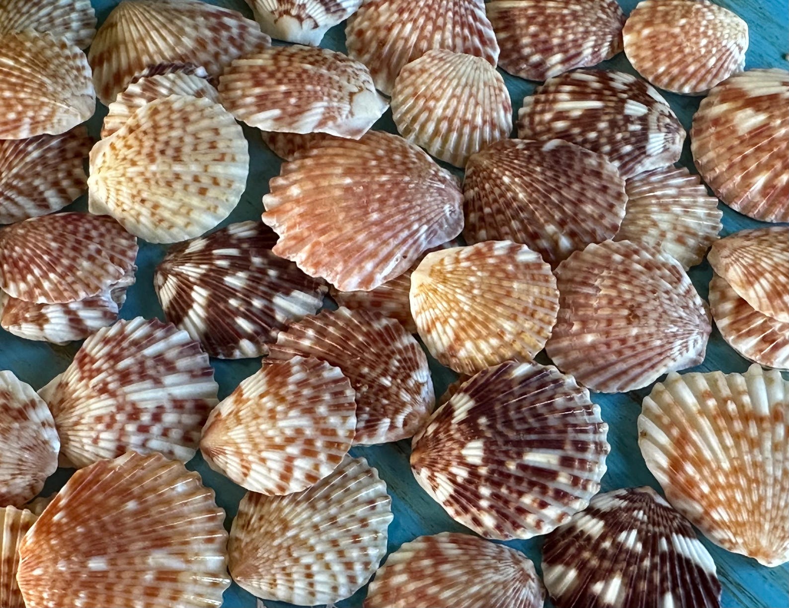Tiny Colorful Scallop Shells From Kaua'i, set of 50 12-21mm, 024 - Etsy