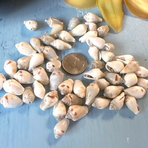 Alilea Hawaiian Spotted Stromb Shells, Set of 54 (16-22mm) #80 - Etsy