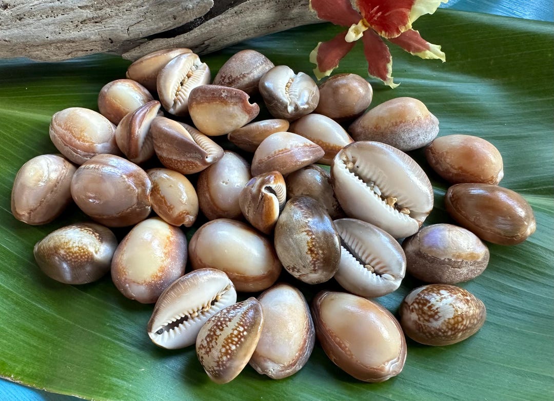 Brown Cowrie Shells From Kaua'i, Set of 25 (25-35mm) - Etsy
