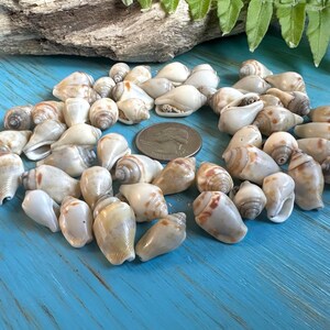 Alilea Hawaiian Spotted Stromb Shells – Set of 53 (15–21mm) From Kaua‘i ...