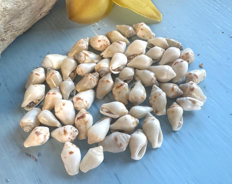 Alilea Hawaiian Spotted Stromb Shells, Set of 54 (16-22mm) #80 - Etsy