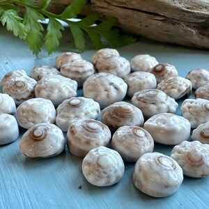 Abbreviated Cone Shell Tops, Puka Shell Beads, Set of 30 (10-16mm ...