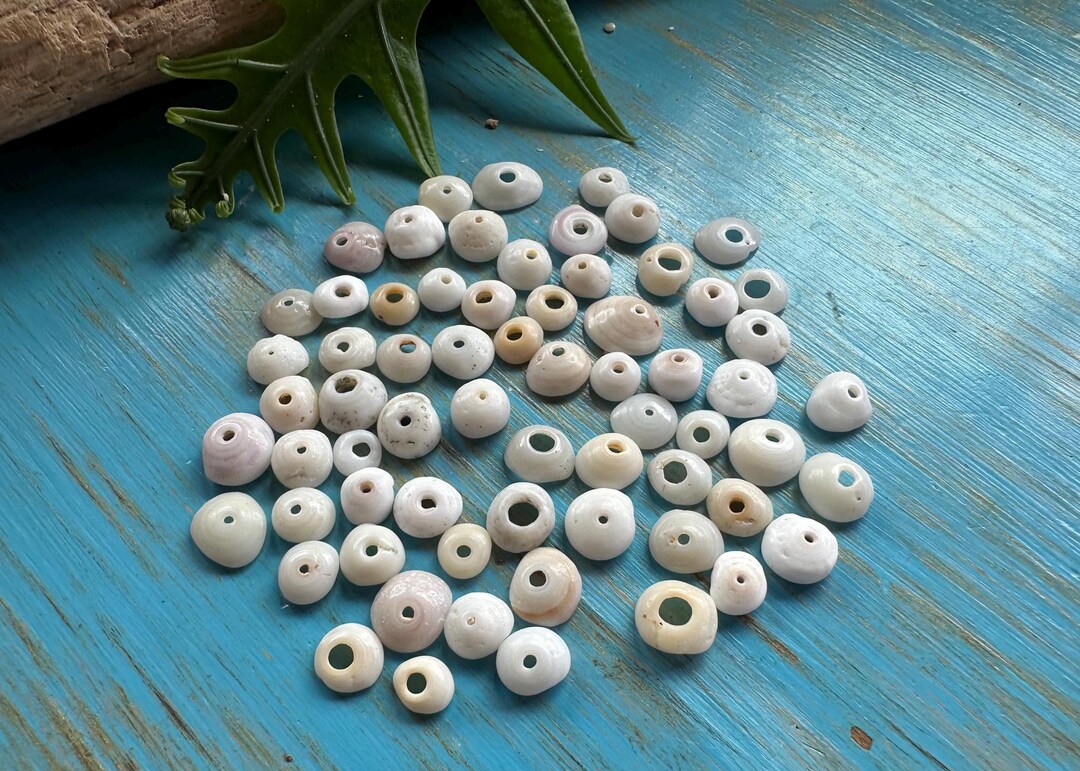 White Puka Shells With Natural Holes: Kauai Beach Finds, Set of 66 (6 ...