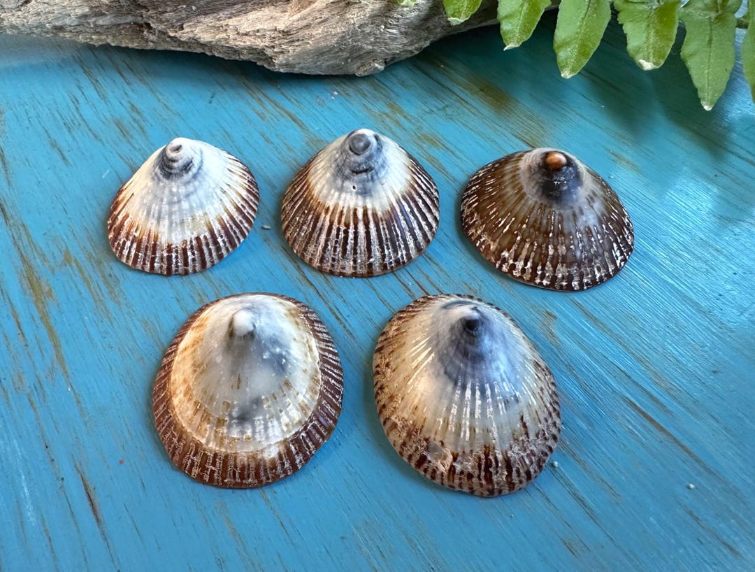 Large Hawaiian Opihi Shells (limpets) From Kaua‘i – Set of 5 (40–42mm ...