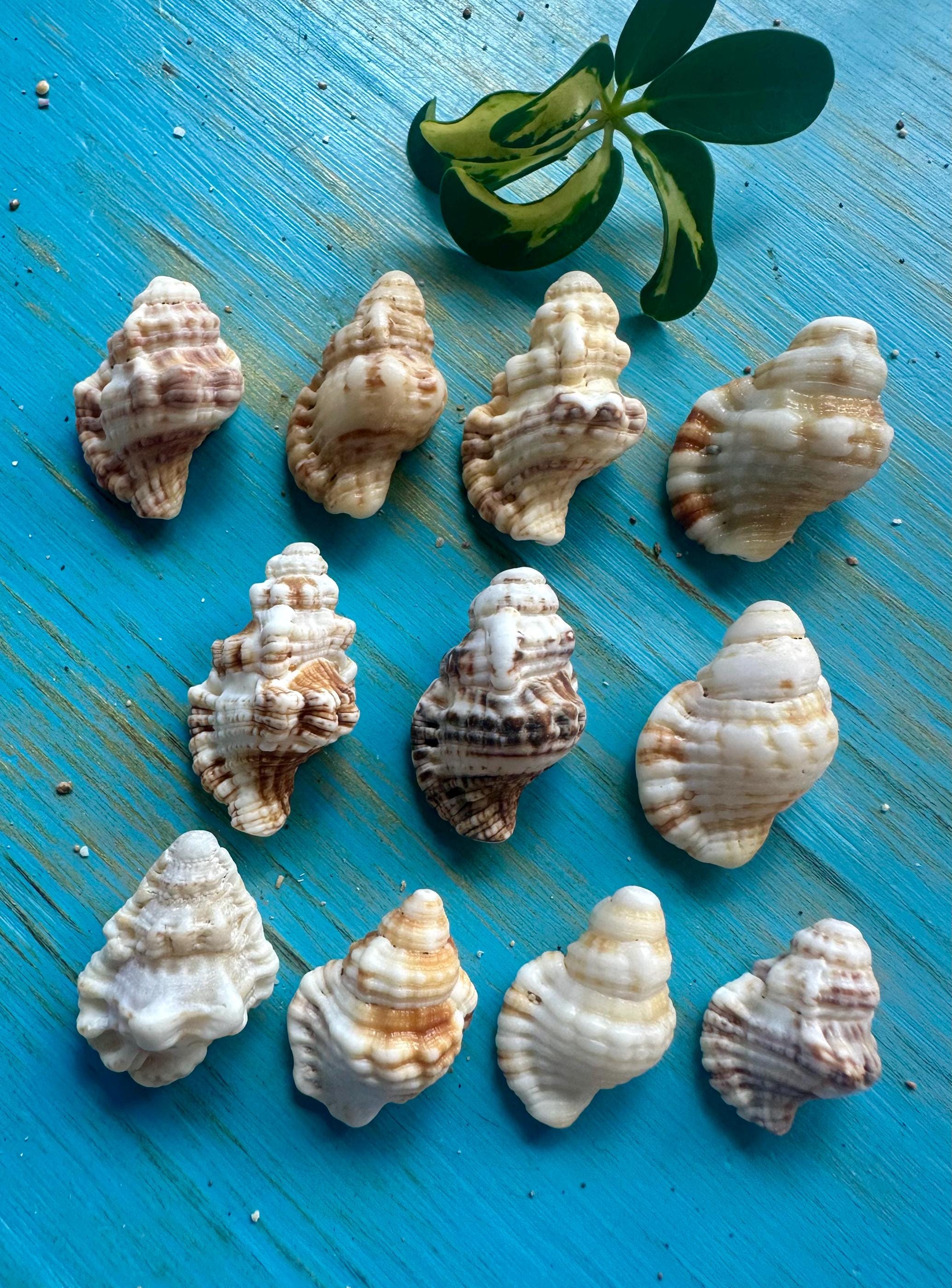 Rare Hawaiian Triton Shells From Kaua'i, (set of 10) 25-35mm, #019 - Etsy
