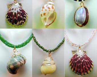 Turban Snail Shell - Etsy