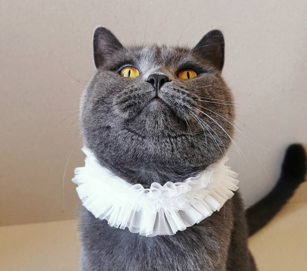 White Ivory Cat or Small Dog Tulle Ruffle Collar, Pet Clown Collar ...