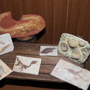 Miniature Find Fossil - Etsy