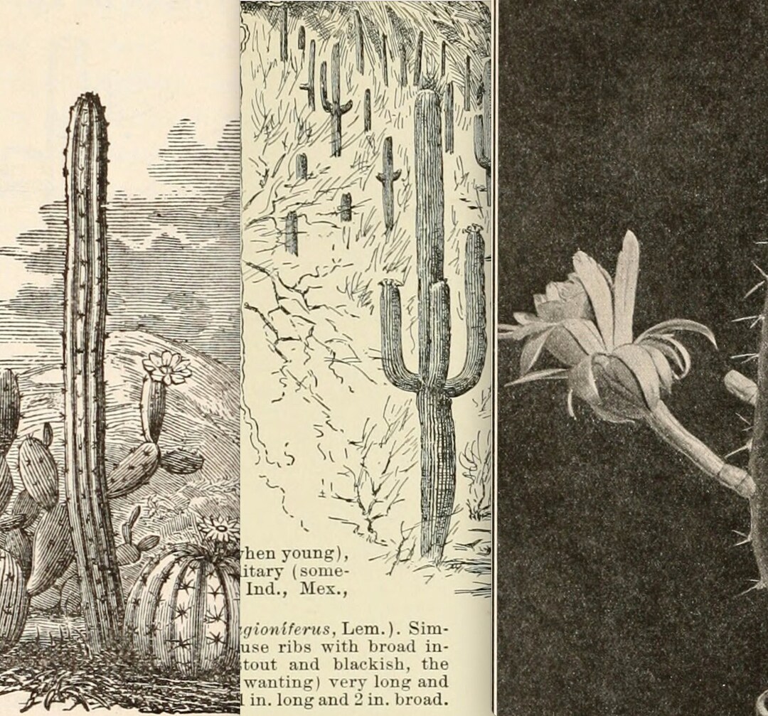 13 Count | Vintage Cactus Drawings & Sketches, Digital Download | Large ...
