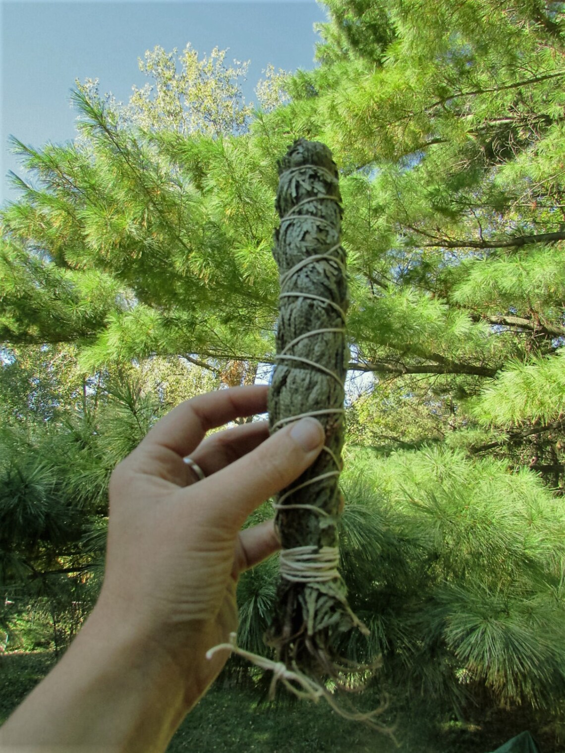 Cedar Bundle~ Ethically Wildcrafted, Wrapped With Hemp, California ...