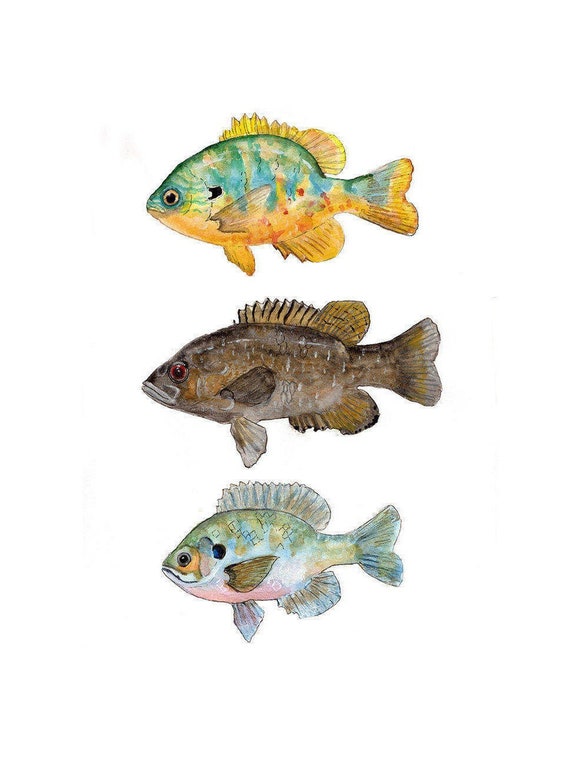Fish Art Print Contemporary Bright Colored Fresh Water Fish | Etsy