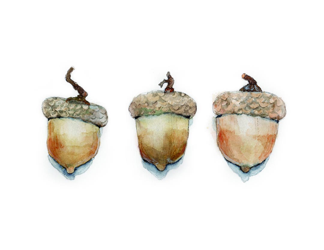 Fall Floral, Fall Foliage, Acorn Watercolor Print, Simple Autumn Wall ...