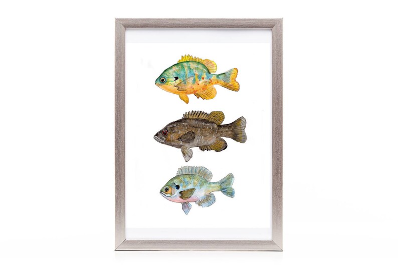 Fish Art Print Contemporary Bright Colored Fresh Water Fish - Etsy