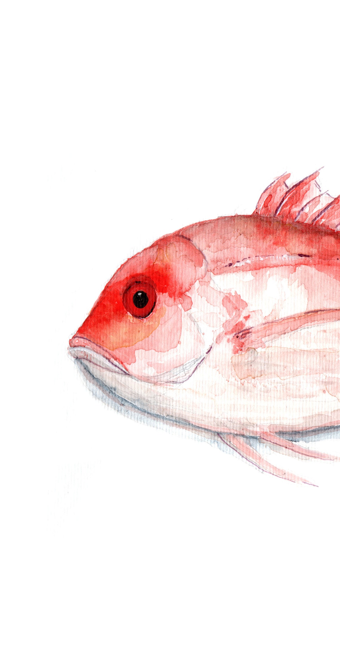 Red Snapper Fish Art Print From Original Watercolor Painting | Etsy