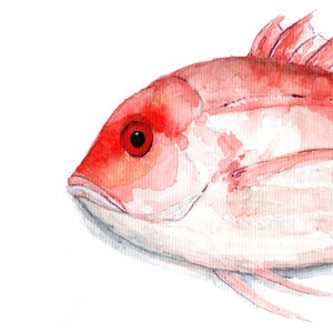 Red Snapper Fish Art Print From Original Watercolor Painting, Fish Wall ...