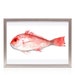 Red Snapper Fish Art Print From Original Watercolor Painting - Etsy