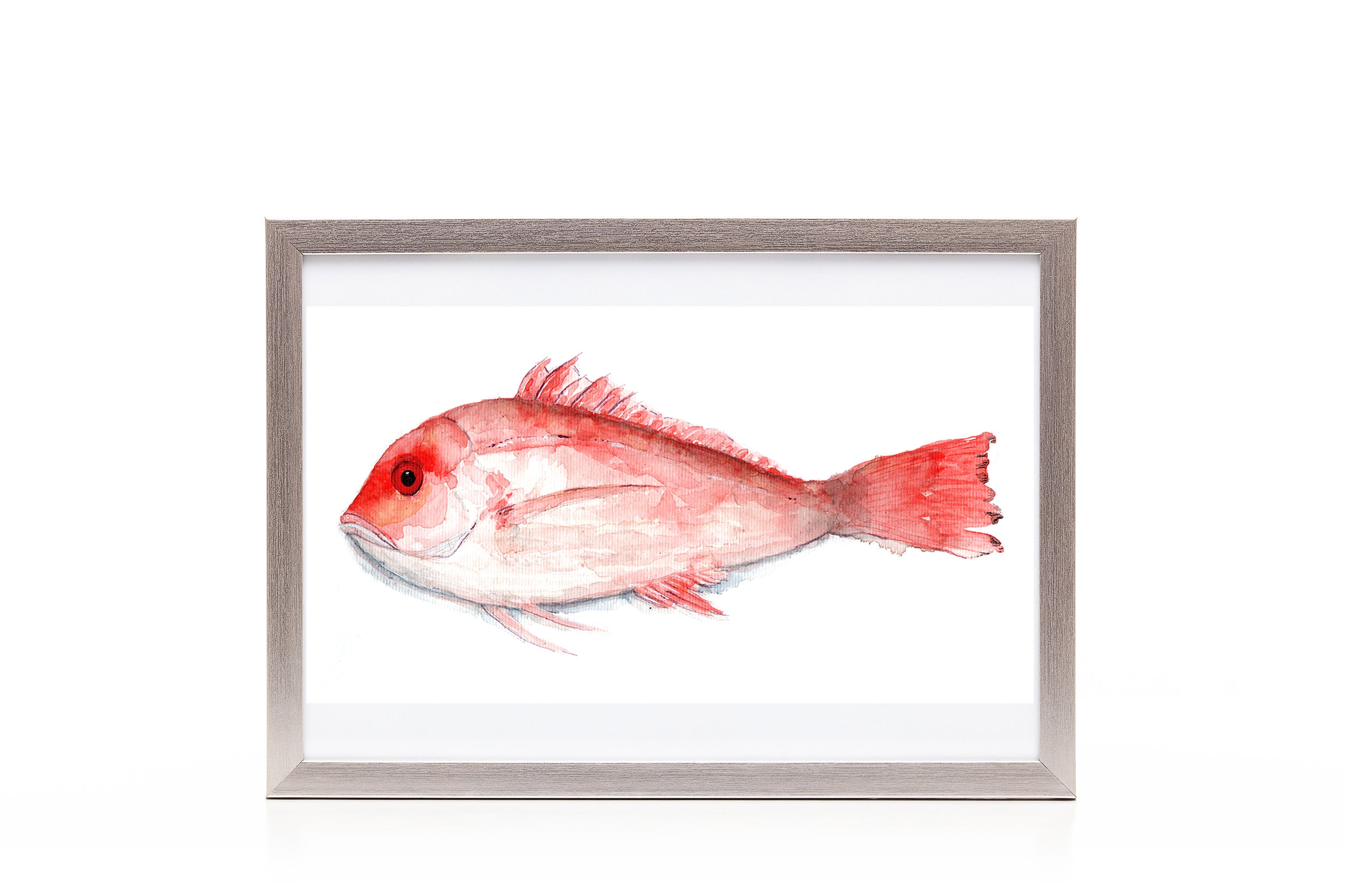 Red Snapper Fish Art Print From Original Watercolor Painting | Etsy